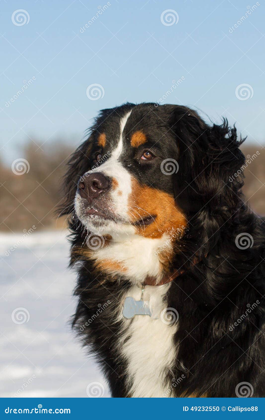 Portraite Del Cane Di Bernese Fotografia Stock - Immagine di nazionale ...