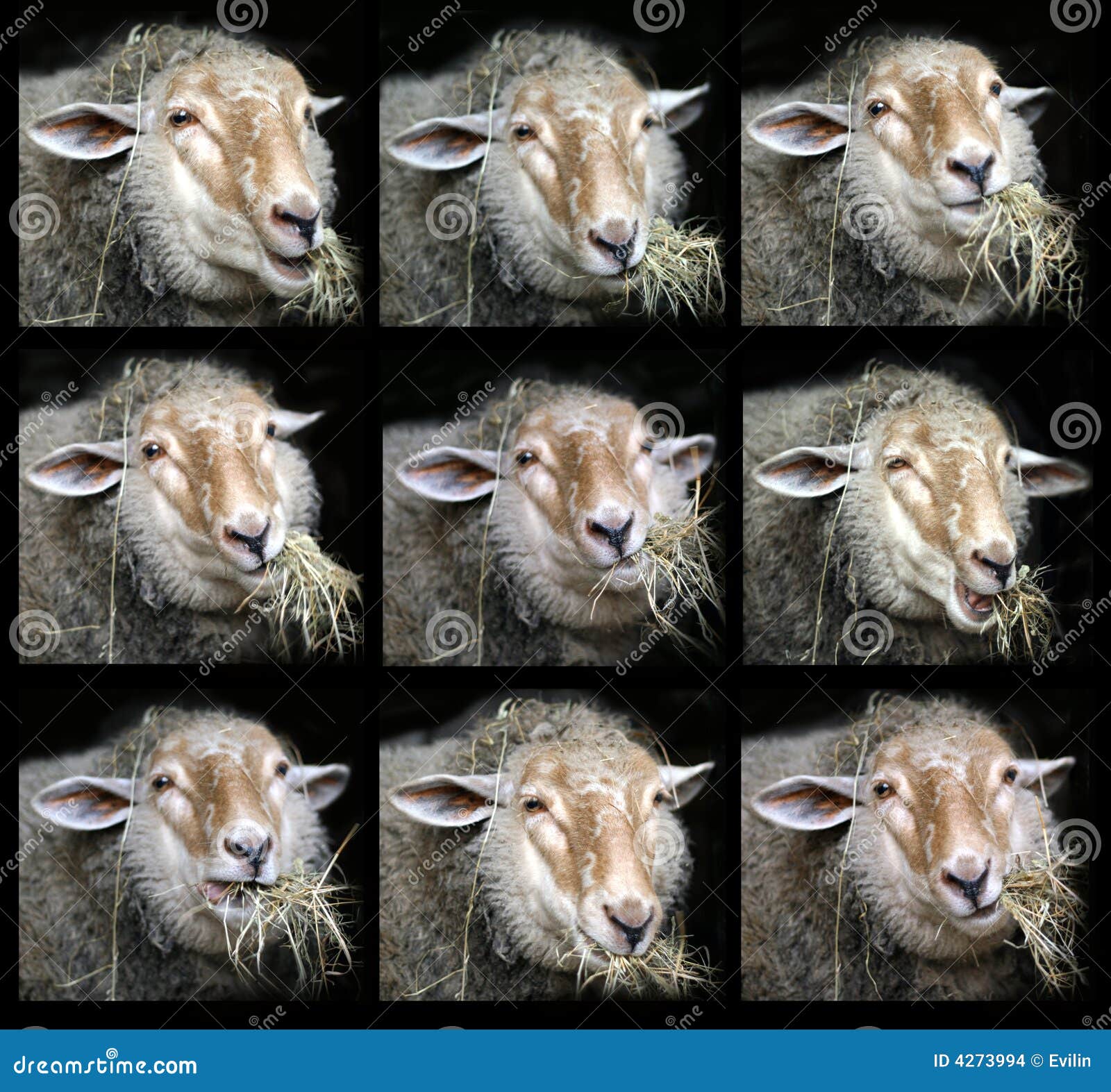 Portraits of Chewing Sheep stock photo. Image of head - 4273994