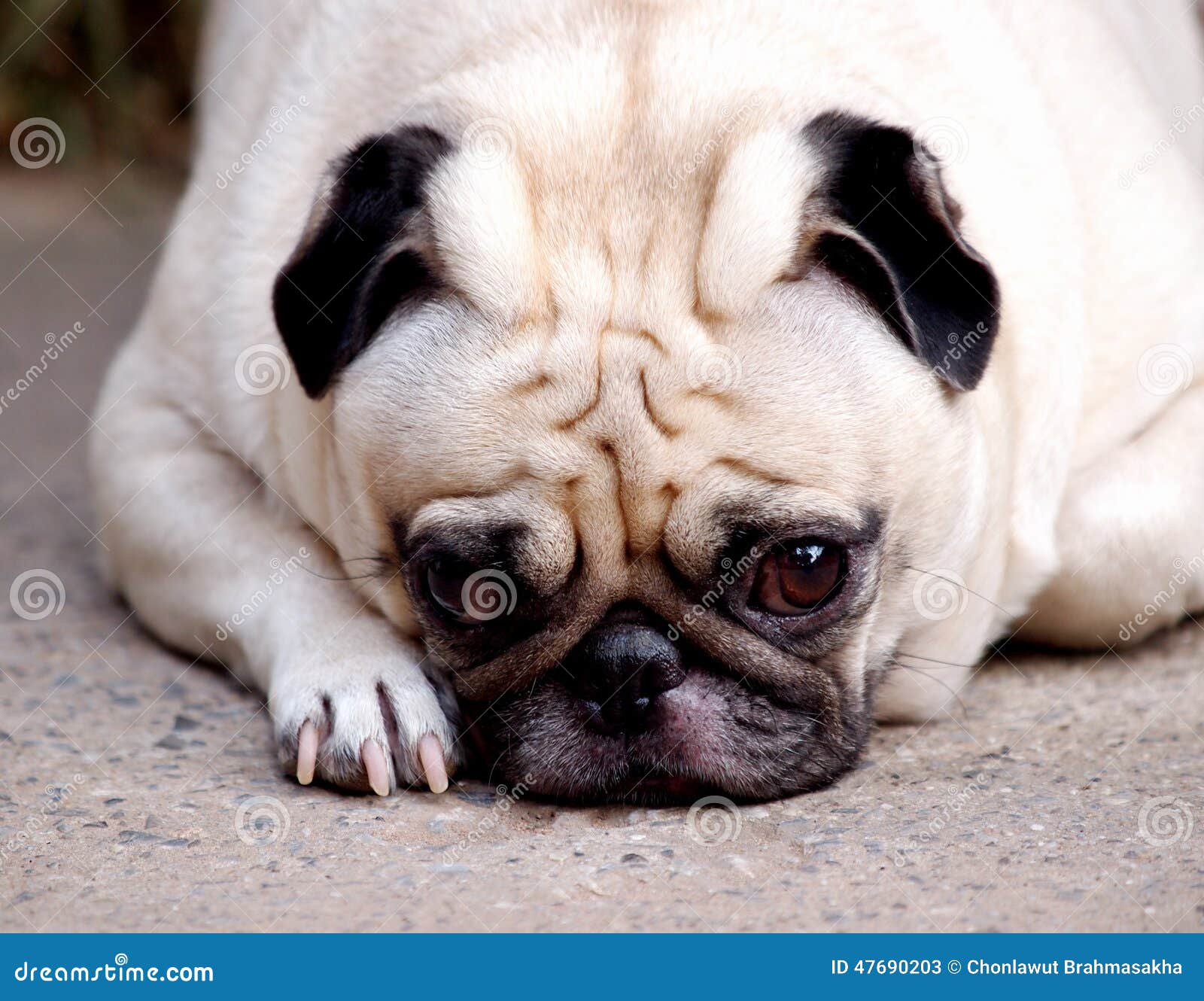 Portraits D'un Roquet Blanc Image stock - Image du pose, fermer: 47690203