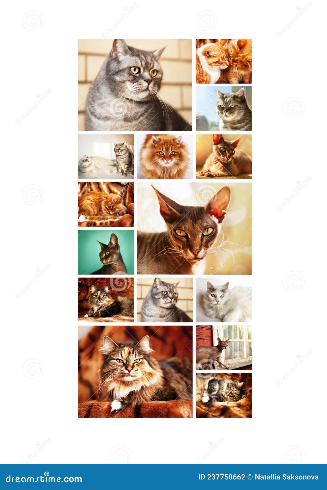 Portraits De Chats Collage Vertical. Photo stock - Image of animal ...