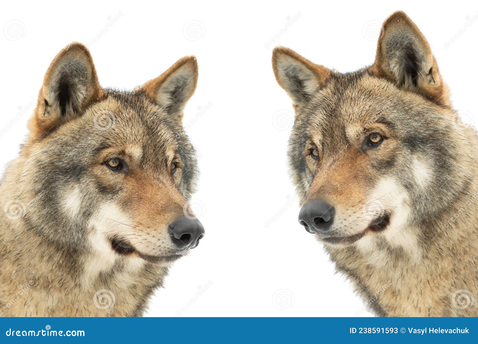 Portraits of Gray Wolves Isolated on White Stock Image - Image of ...