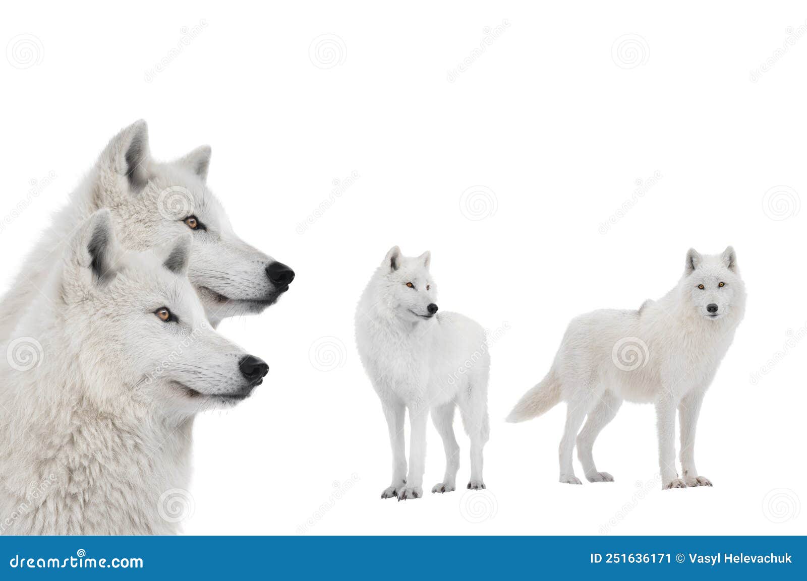 Portraits of Polar Wolves Isolated Stock Image - Image of natural, wild ...