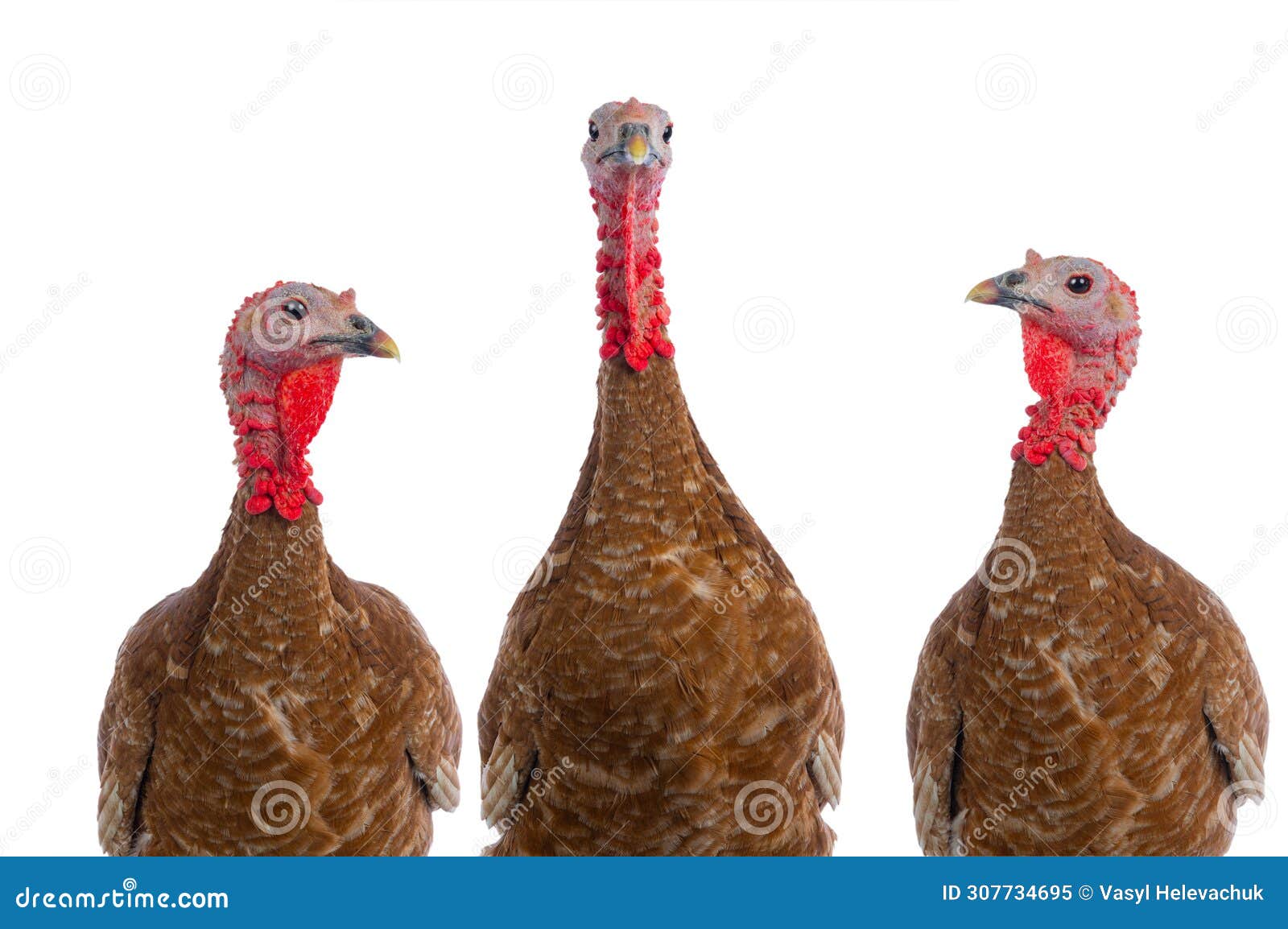 Portraits Red Bourbon Turkeys Isolated on White Background Stock Image ...