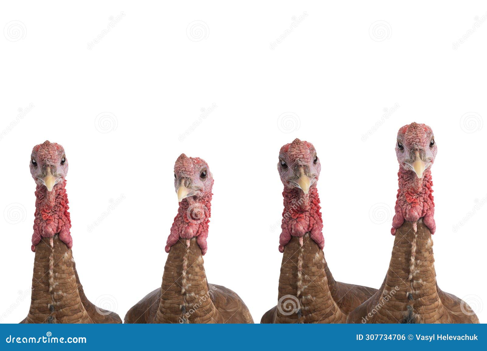 Portraits Red Bourbon Turkeys Isolated on White Background Stock Photo ...