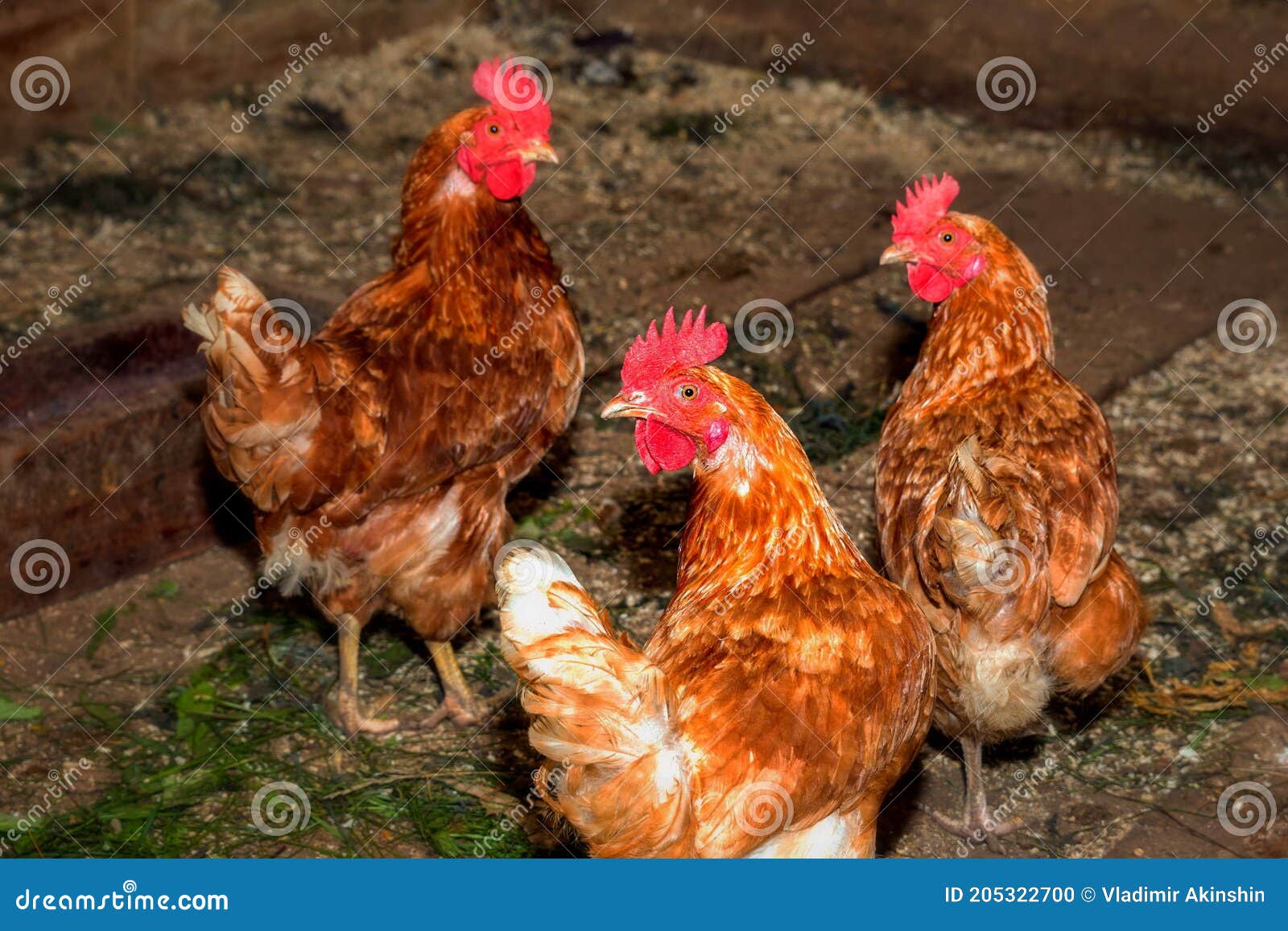 Portraits of Red Hens Laying Hens Stock Photo - Image of farm, nose ...