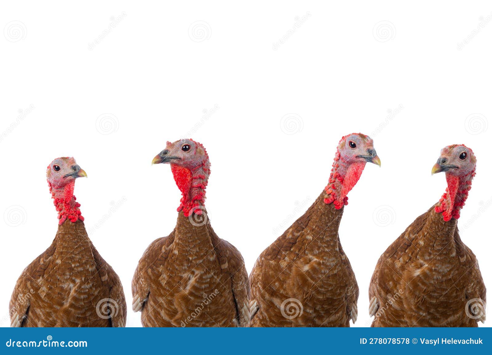 Portraits of Turkeys Brown Isolated on White Stock Photo - Image of ...