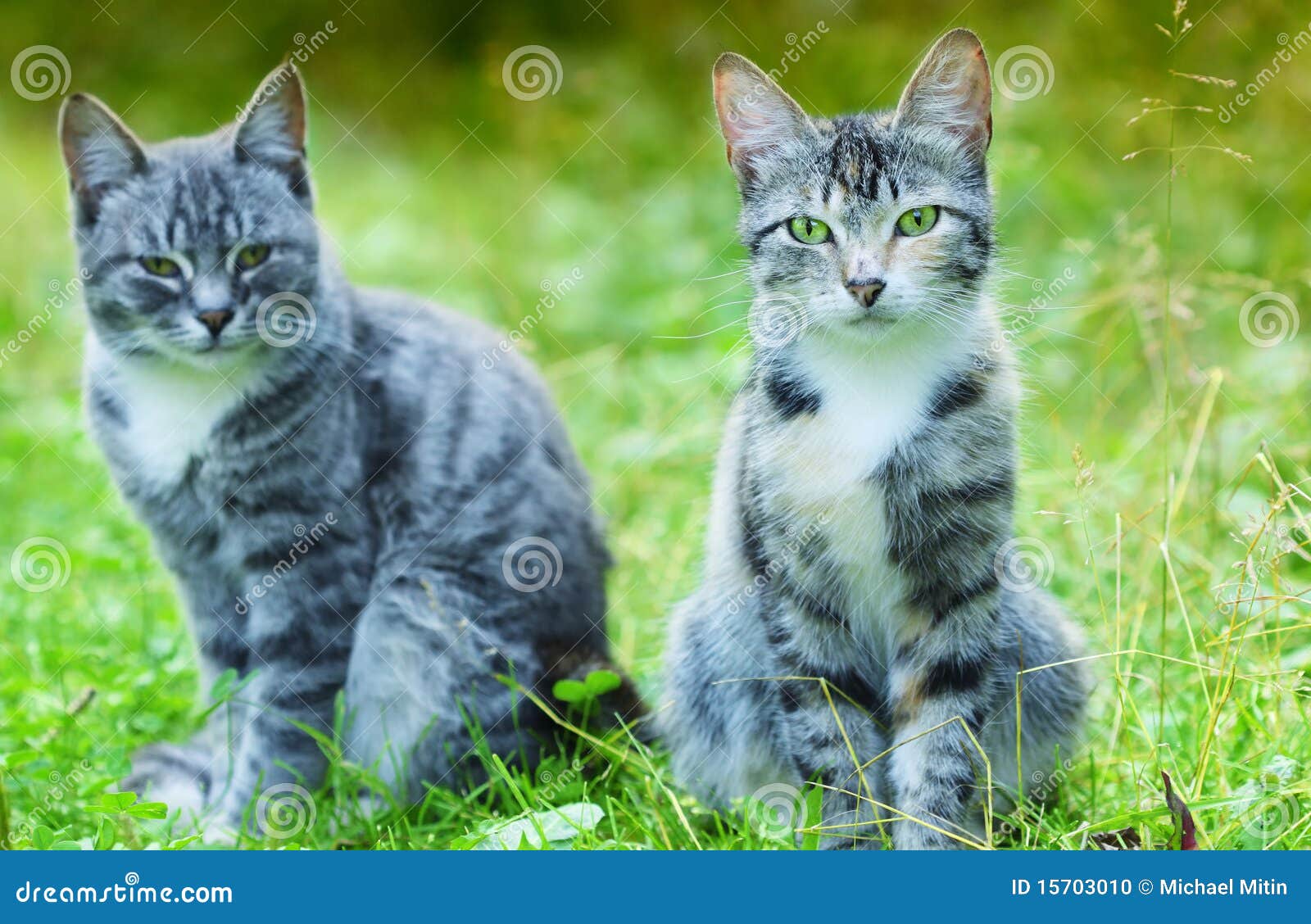 Portraits of Two Beautiful Cats Stock Photo - Image of stripes ...