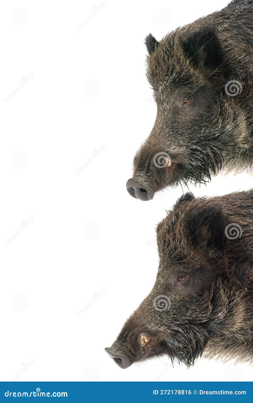 Portraits of Two Wild Boars Isolated on White Background Stock Photo ...