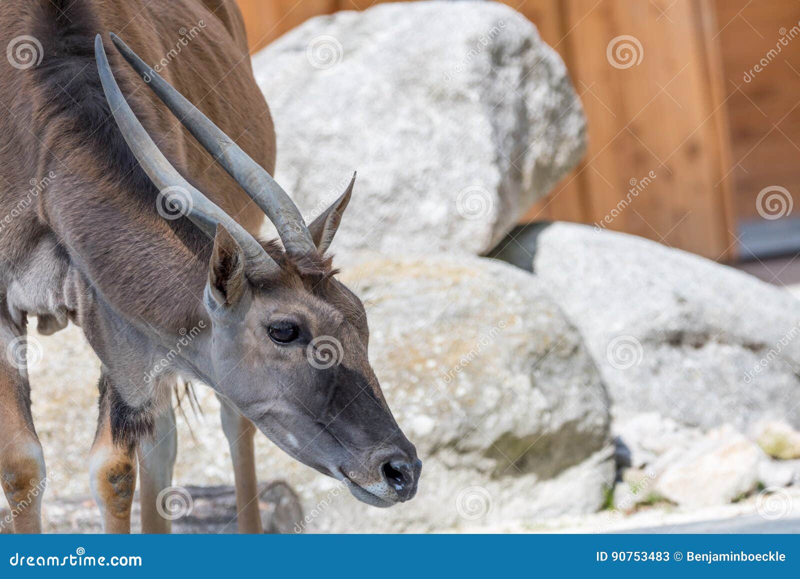 Portraiture of an Antelope in Front of Stones Stock Image - Image of ...
