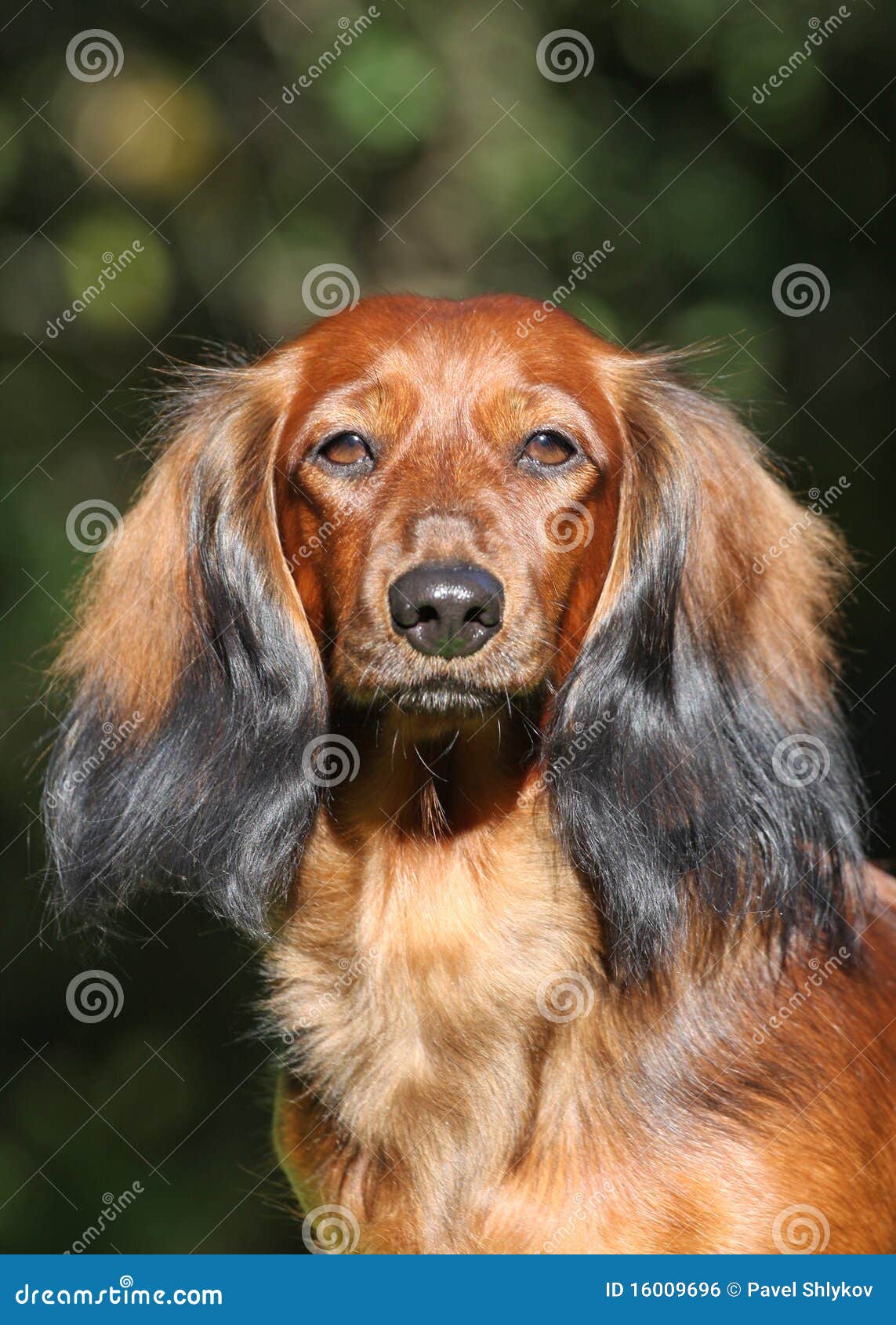 Portrate del perro rojo foto de archivo. Imagen de poco - 16009696
