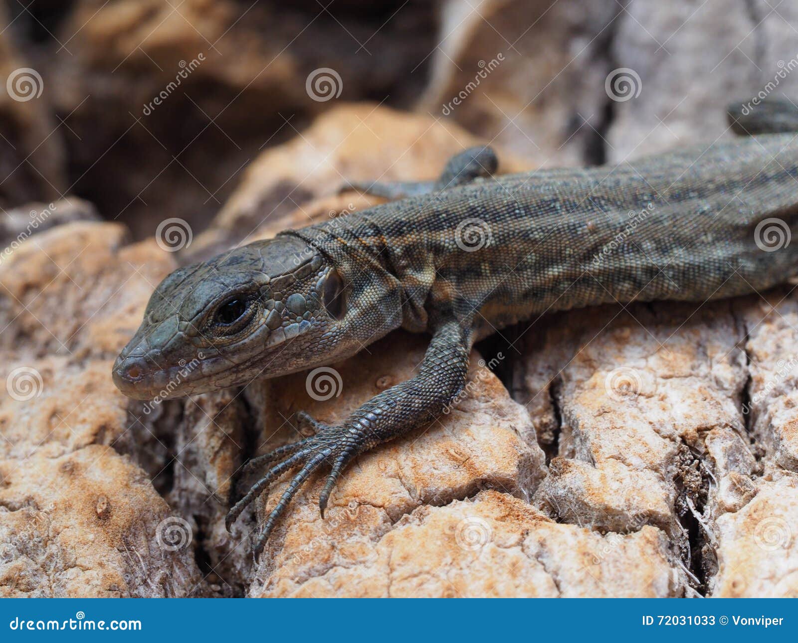 Portrate of a small lizard stock image. Image of reptile - 72031033