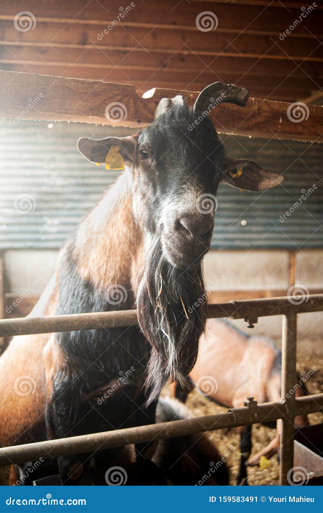 Two Brown Buck Drinking From A Waterhole Next To Each Other With ...