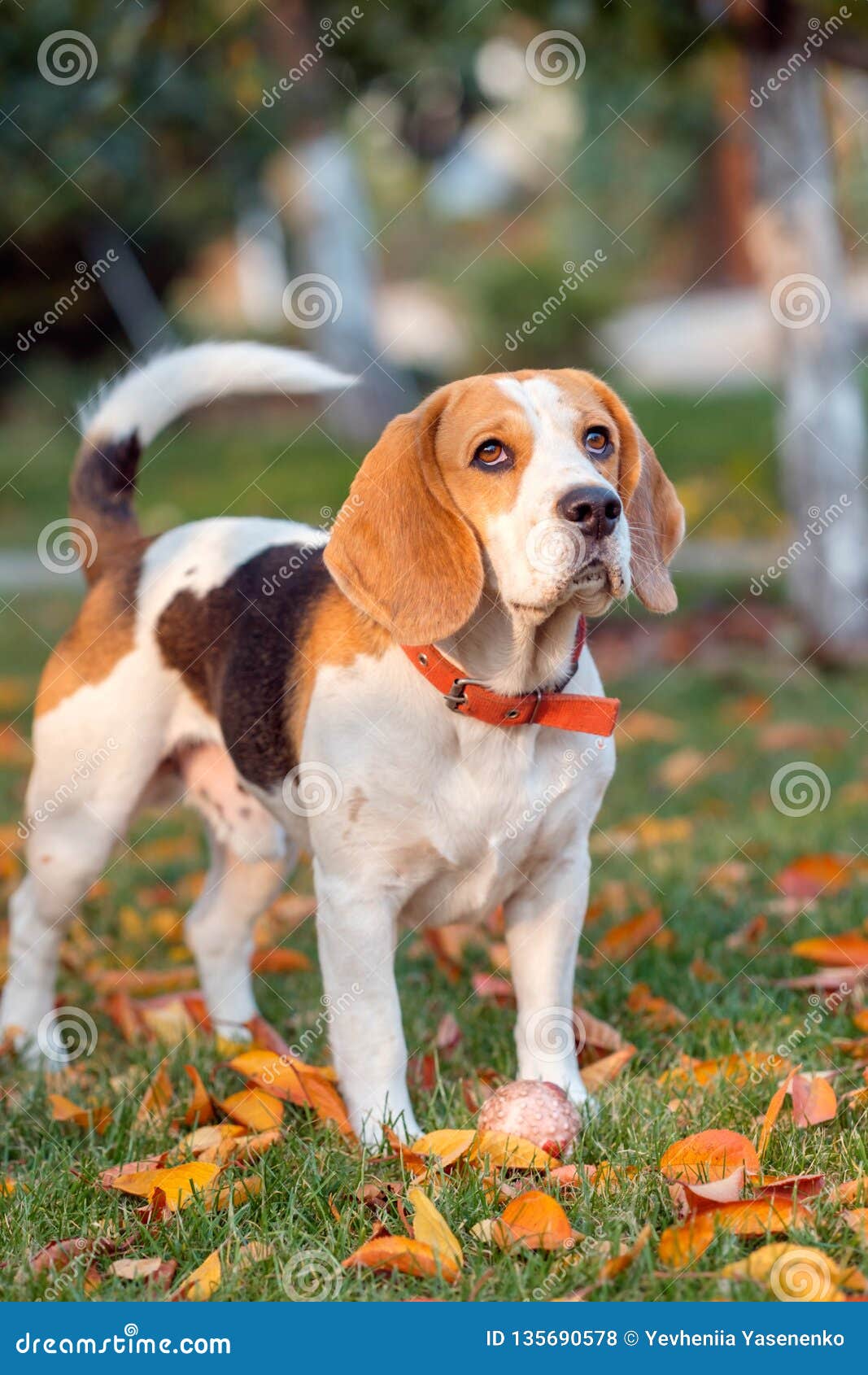 Portret beagle pies zdjęcie stock. Obraz złożonej z jesienny - 135690578