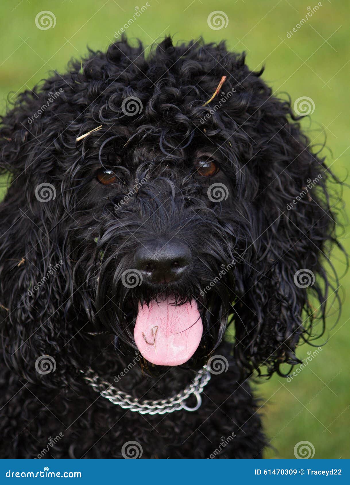 Portret Czarny Cockapoo Pies Obraz Stock - Obraz złożonej z czerń ...