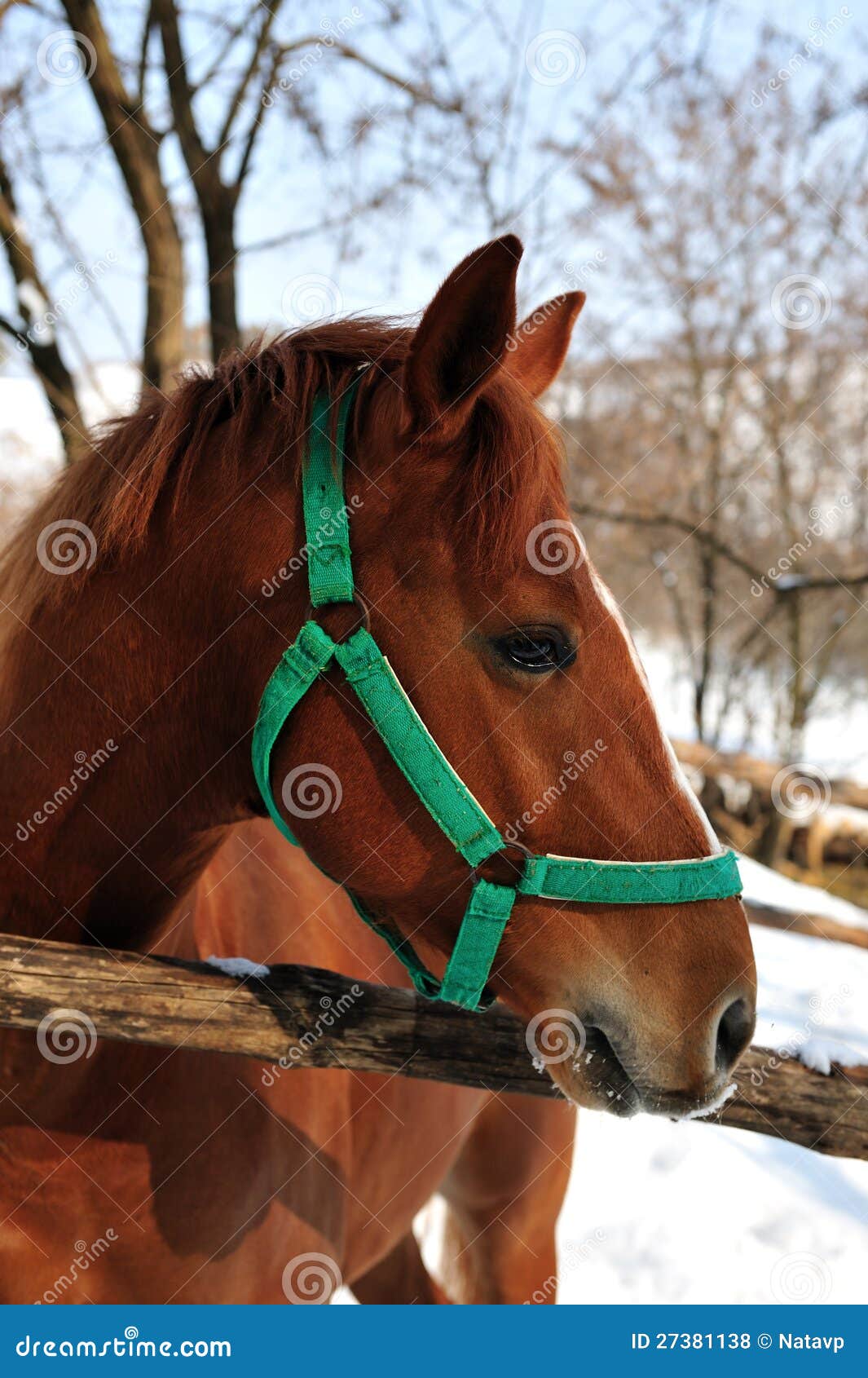 Portret de cheval brun photo stock. Image du lumière - 27381138