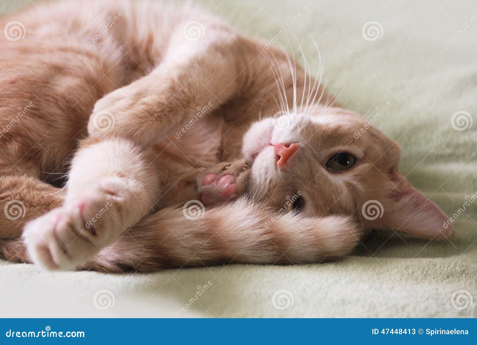 Portret Del Gatto Rilassato Immagine Stock - Immagine di ritratto ...