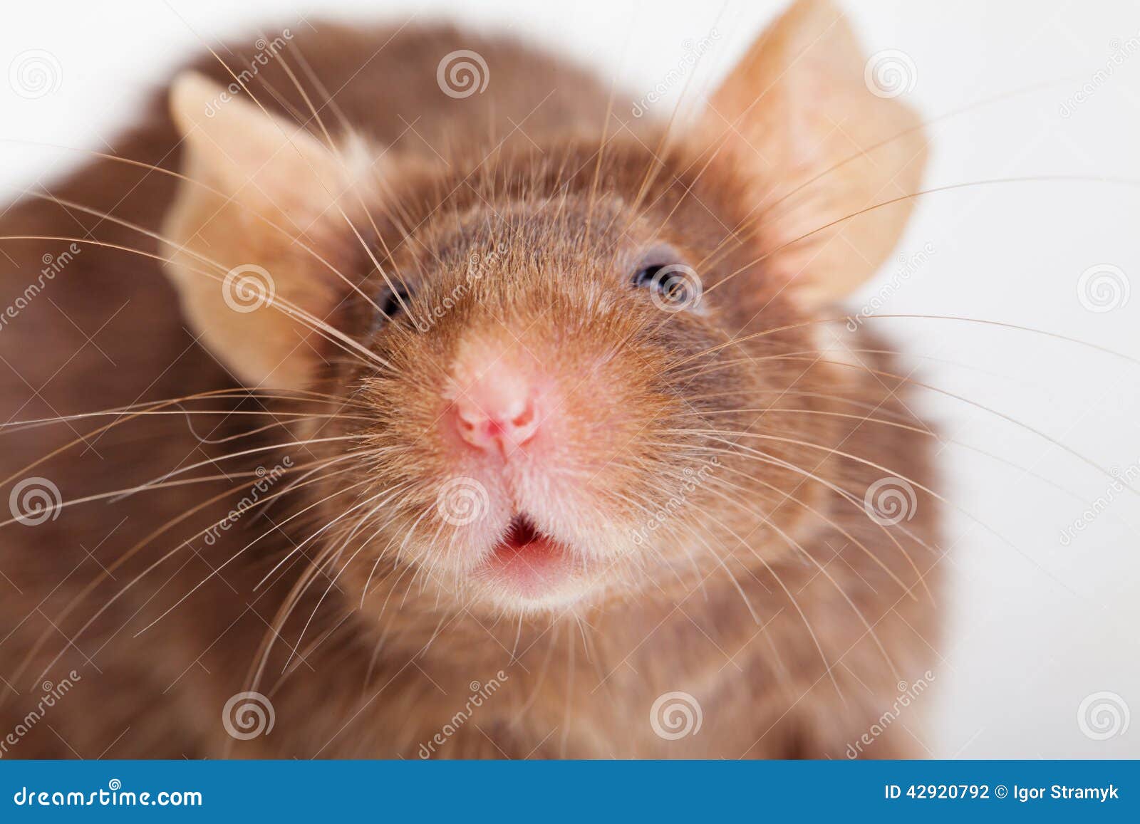 Portret del ratón foto de archivo. Imagen de borroso - 42920792