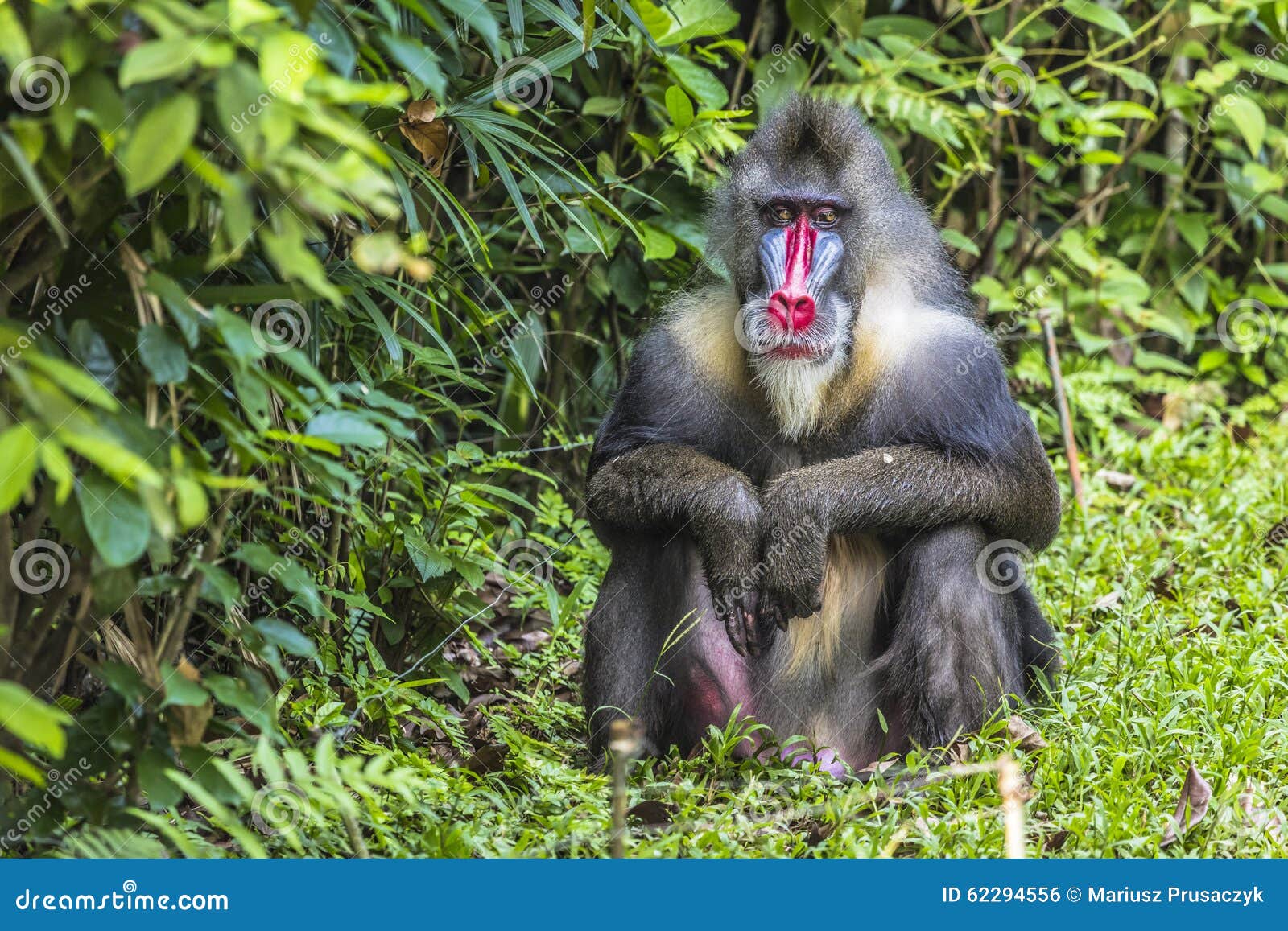 Portret Dorosłej Samiec Mandryl Zdjęcie Stock - Obraz złożonej z park ...