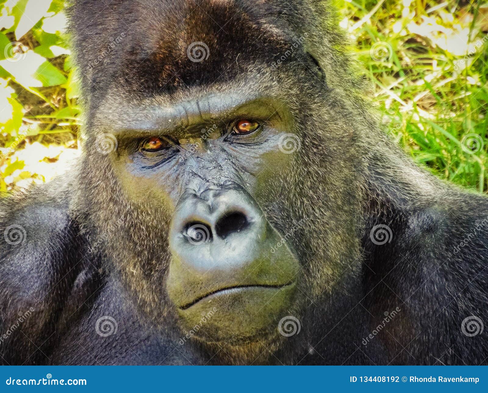 Portret goryl zdjęcie stock. Obraz złożonej z jaskrawy - 134408192