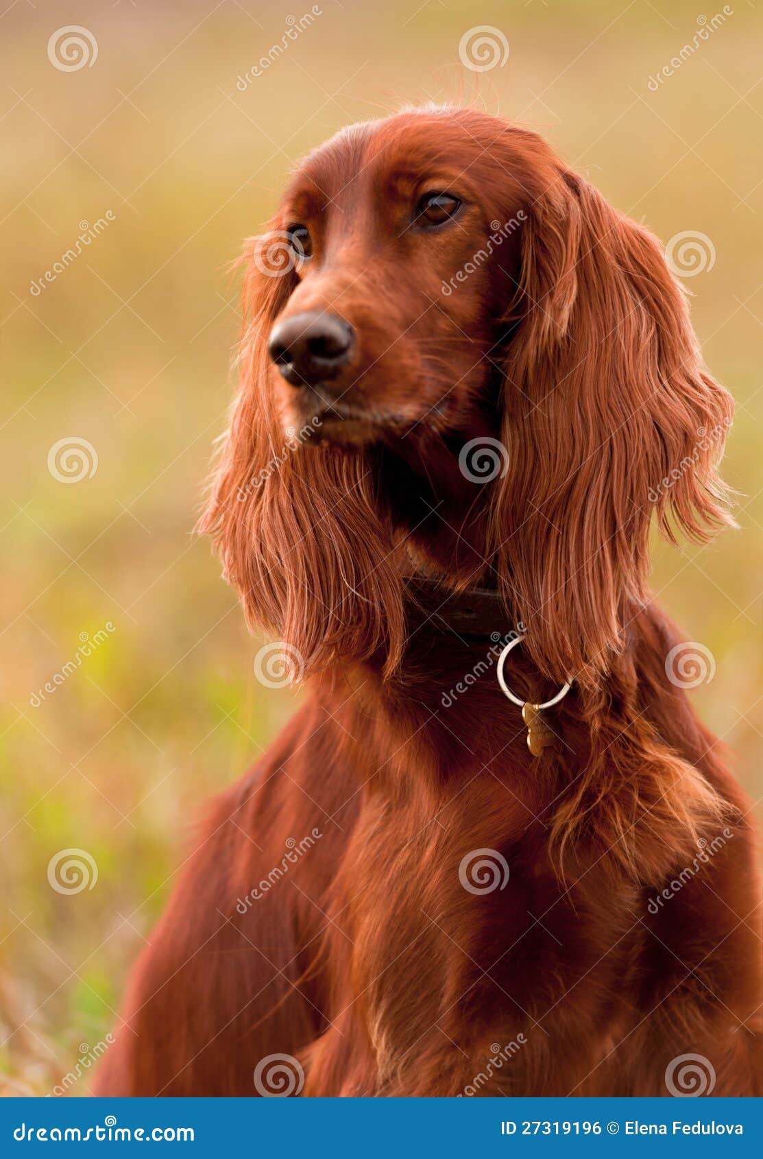 Portret Irish Setter, Vertical. Closeup. Stock Photo - Image of eyes ...