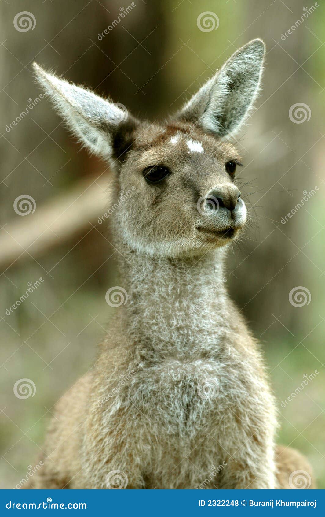 Portret kangura zdjęcie stock. Obraz złożonej z plama - 2322248