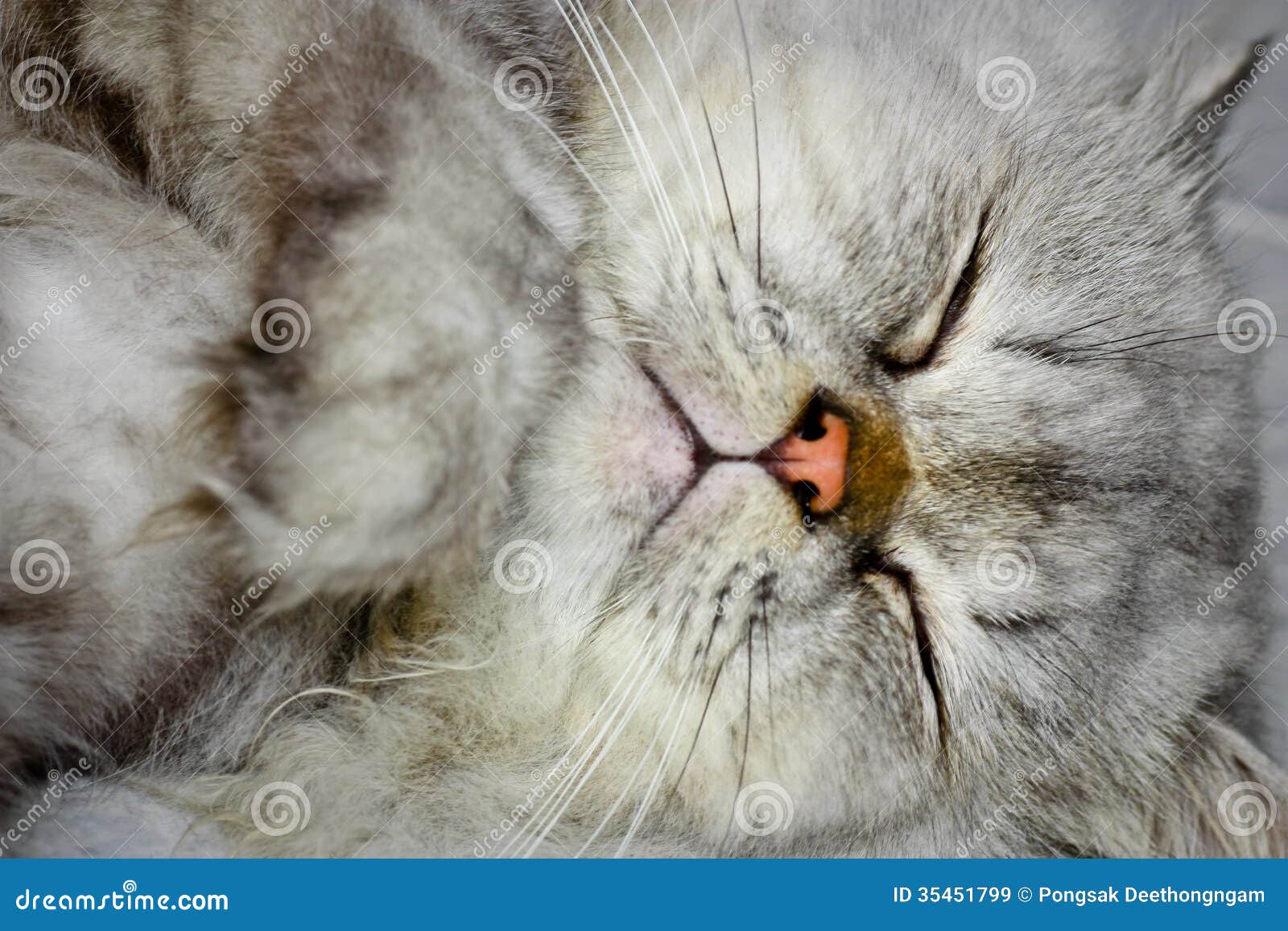 Portret mooie kat stock afbeelding. Image of gevaarlijk - 35451799