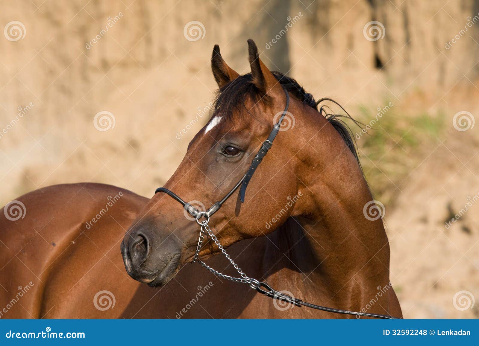 Portret van bruin paard stock foto. Image of kleur, nave - 32592248