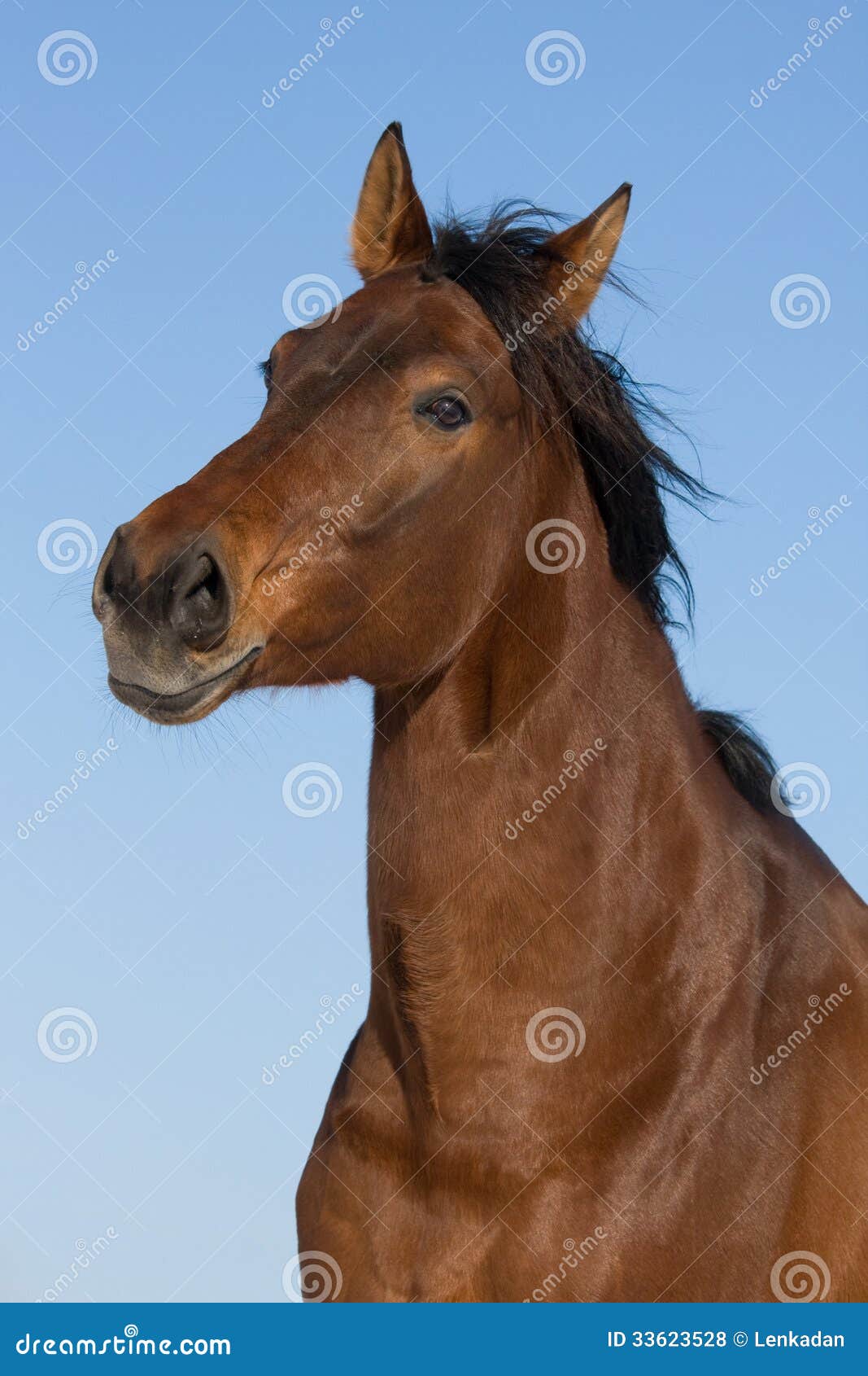 Portret van bruin paard stock foto. Image of hoofd, poney - 33623528