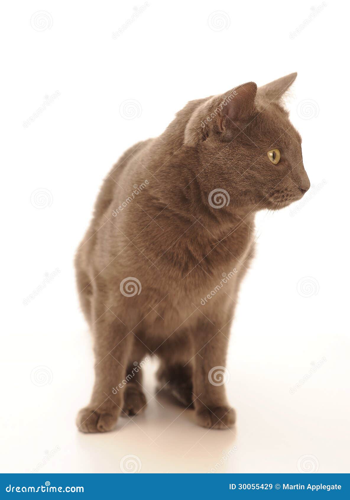 Bruine kat stock afbeelding. Image of bevonden, uitziend - 30055429