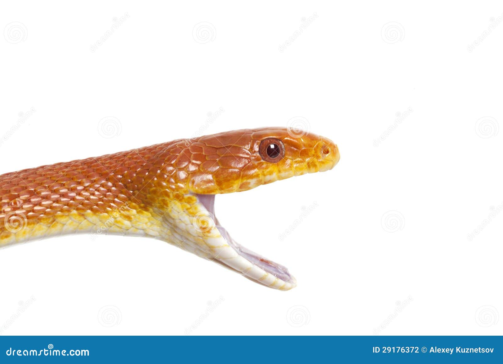 Portret Van De Close-up Van De De Rattenslang Van Texas Stock Foto ...