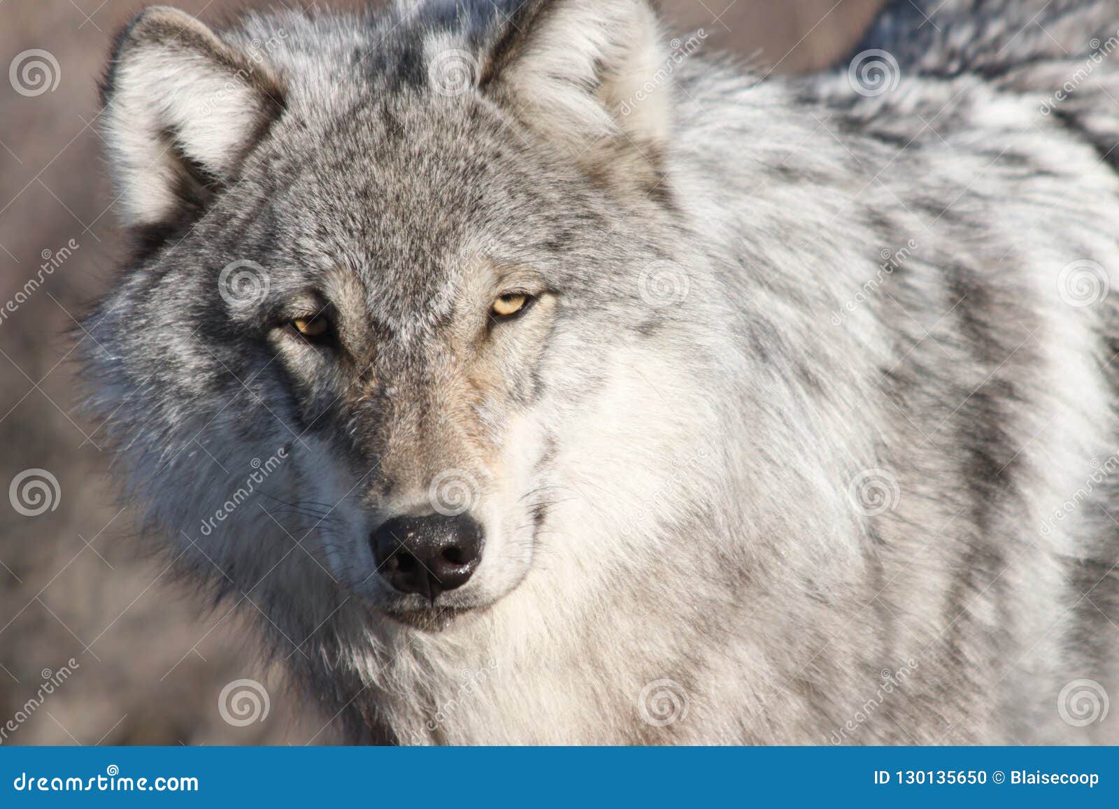 Portret Van De Yukon Het Grijze Wolf Stock Foto - Image of wolf, nave ...