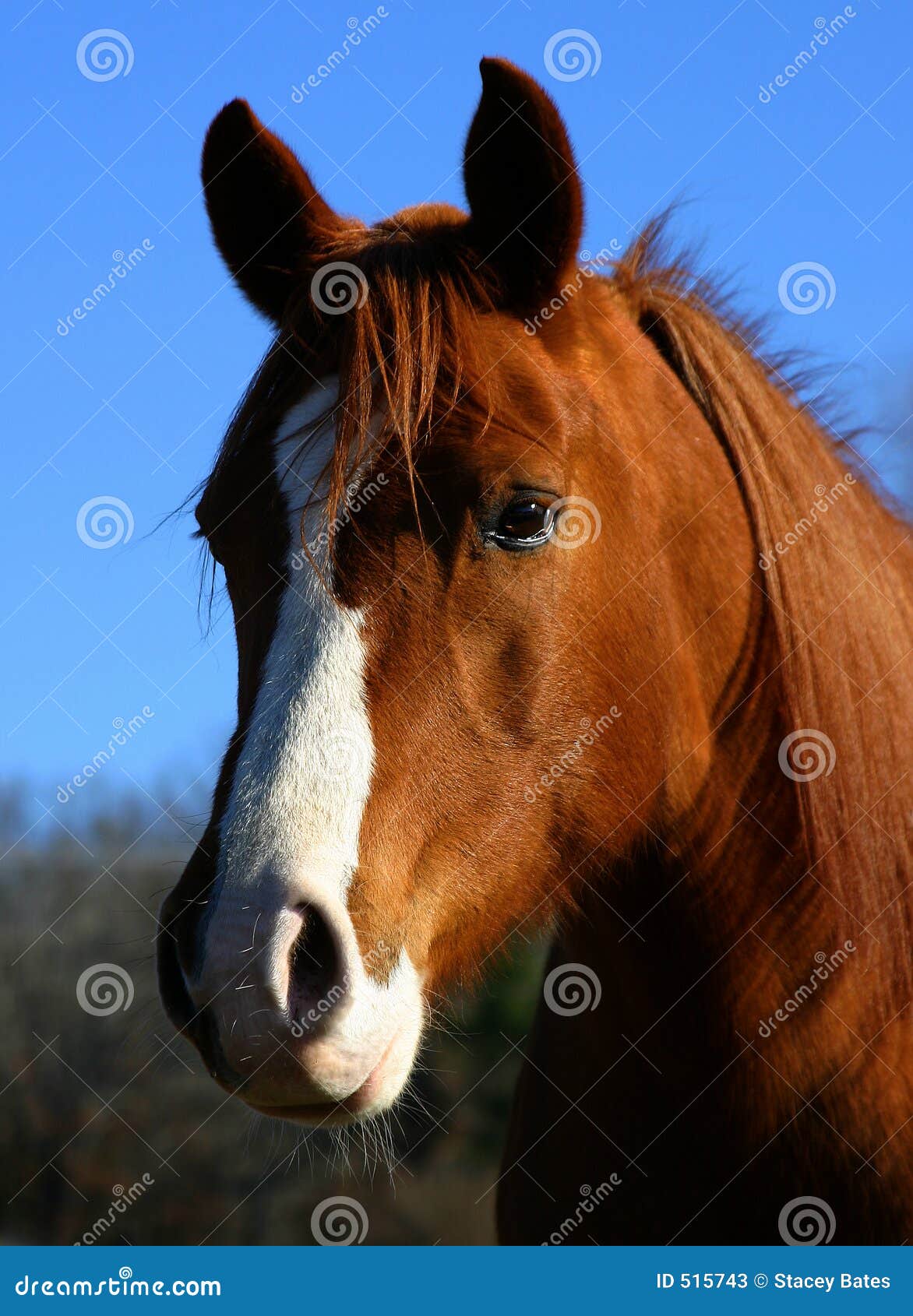 Portret van een Arabier stock afbeelding. Image of hengst - 515743