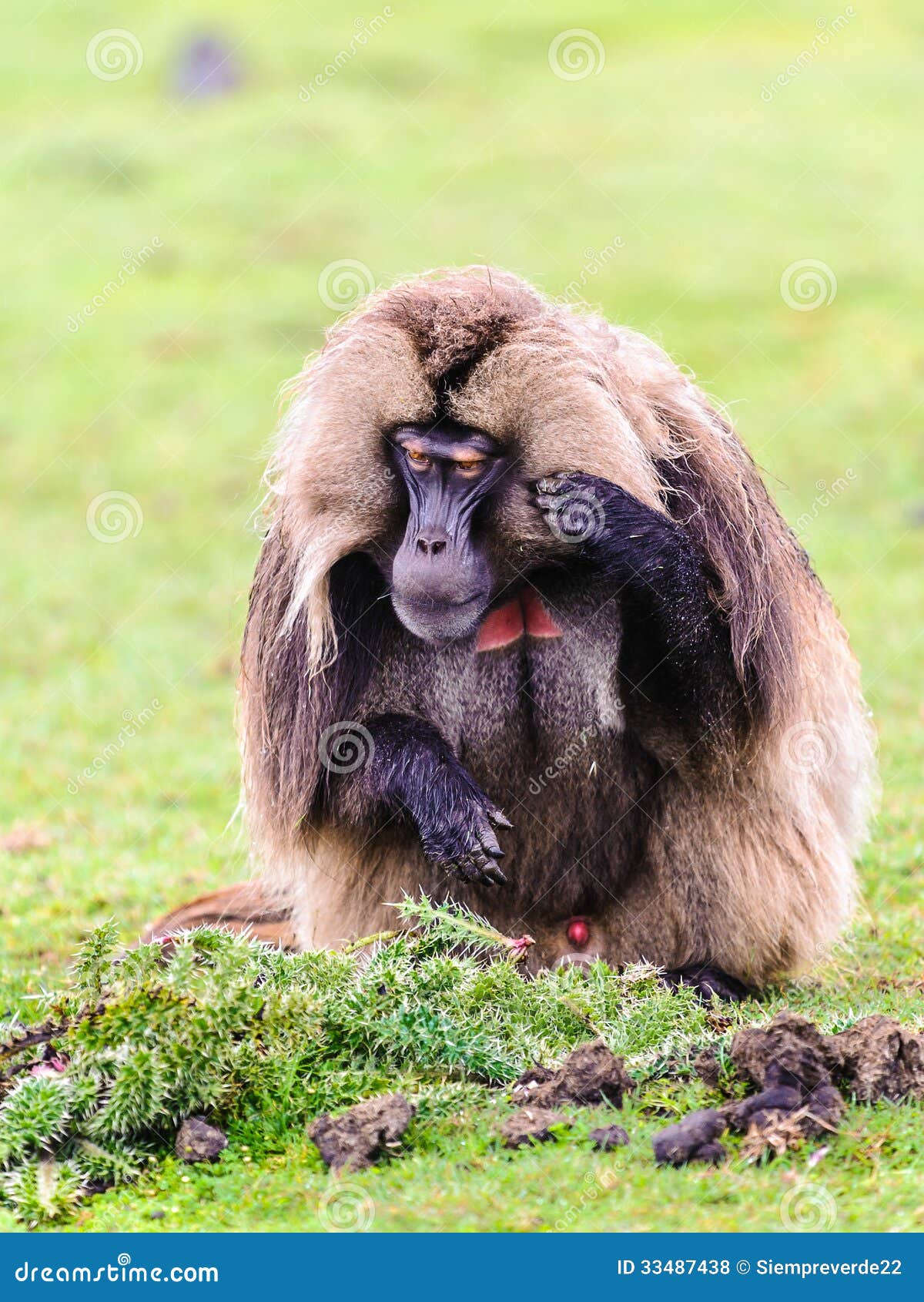 Portret van een baviaan stock foto. Image of safari, leefgebied - 33487438