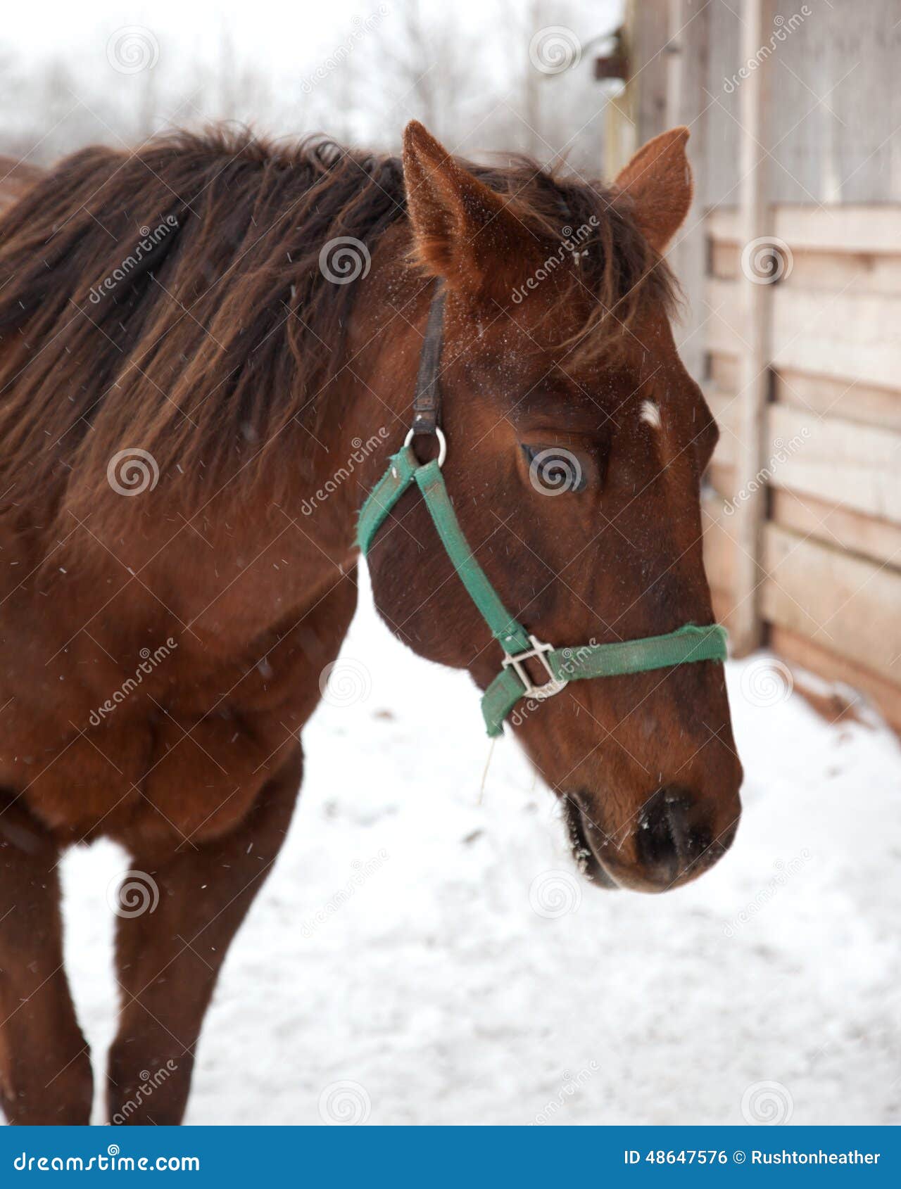 Portret Van Een Bruin Paard Stock Foto - Image of koude, bruin: 48647576