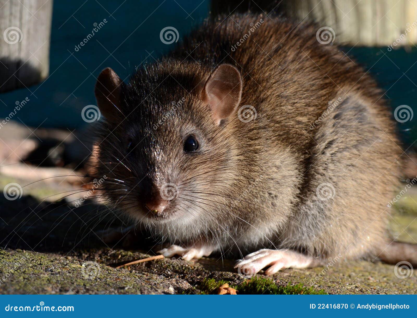 Portret van een Bruine Rat stock foto. Image of krottenwijk - 22416870