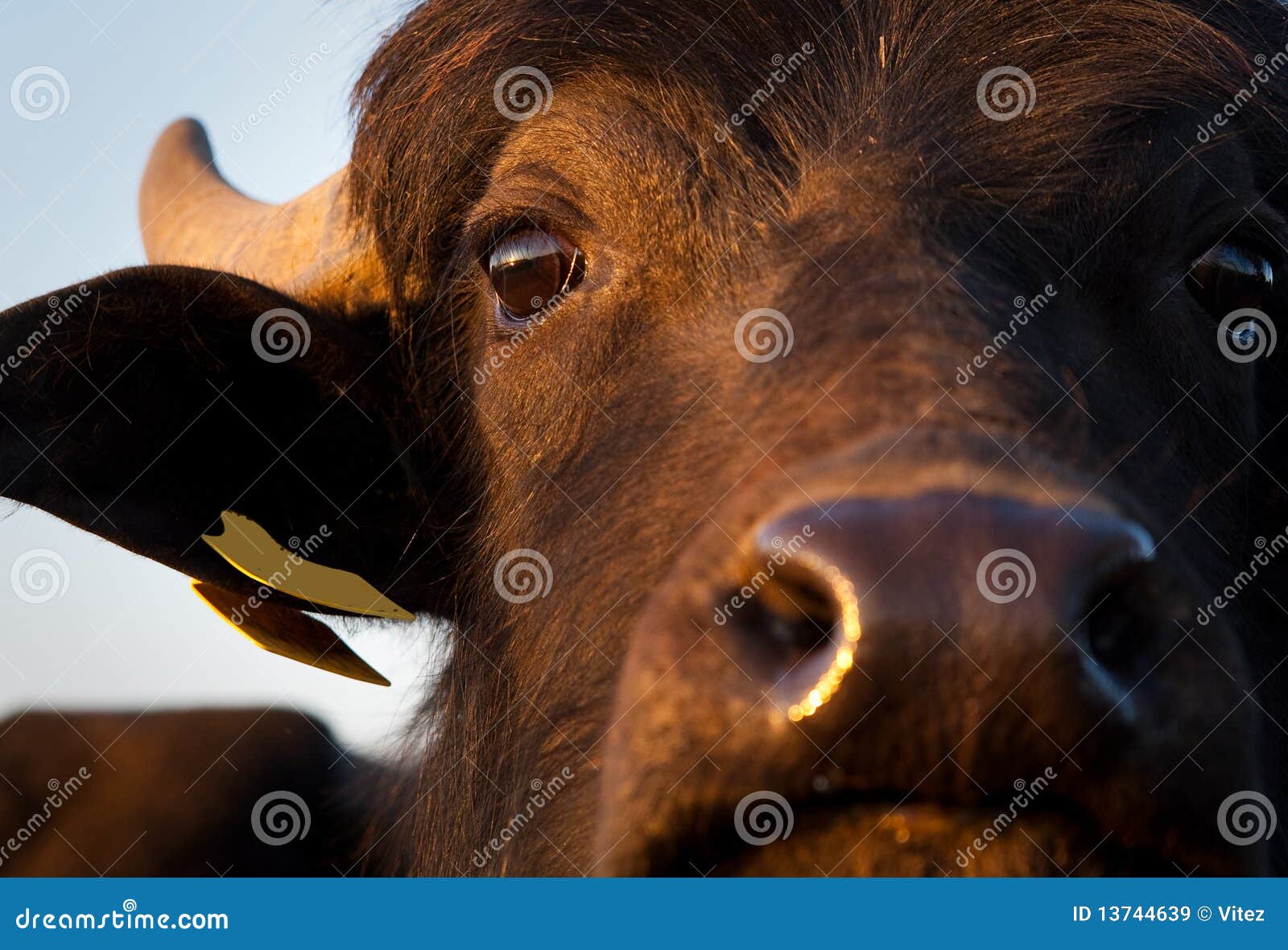 Portret van een buffel stock afbeelding. Image of sluit - 13744639