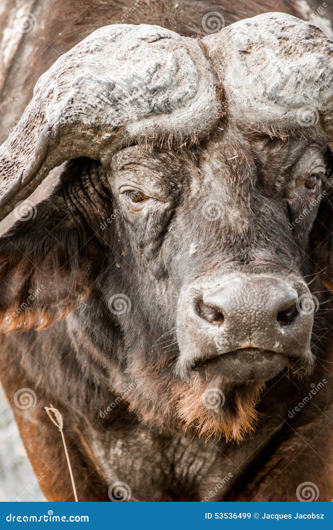 Portret van een Buffel stock afbeelding. Image of naughty - 53536499