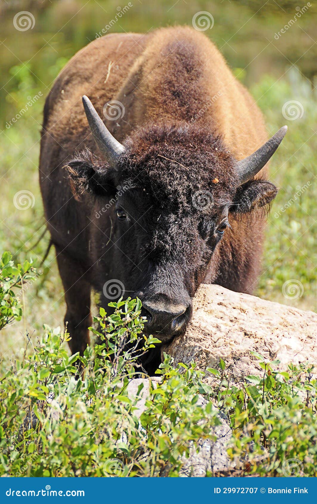 Portret van een Buffel stock afbeelding. Image of zoogdier - 29972707