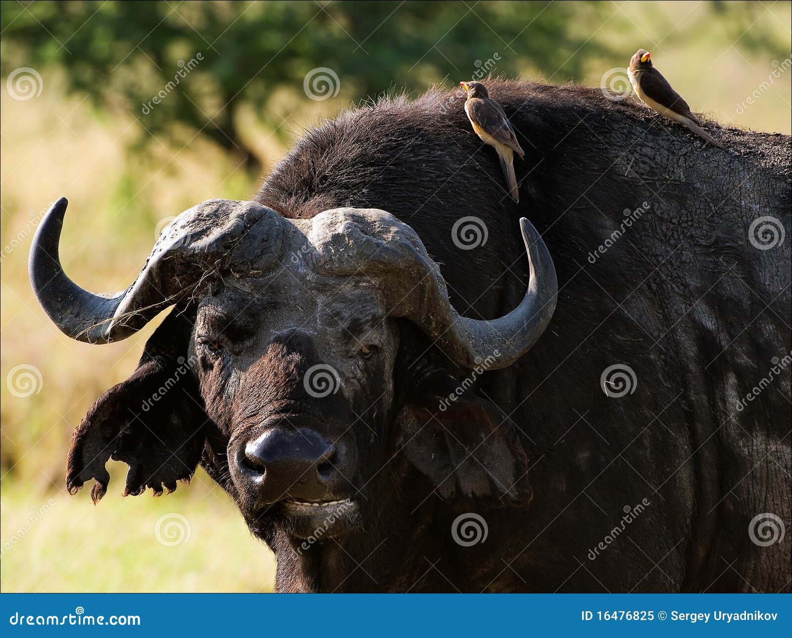 Portret Van Een Buffel Met Vogeltjes. Stock Afbeelding - Image of ...