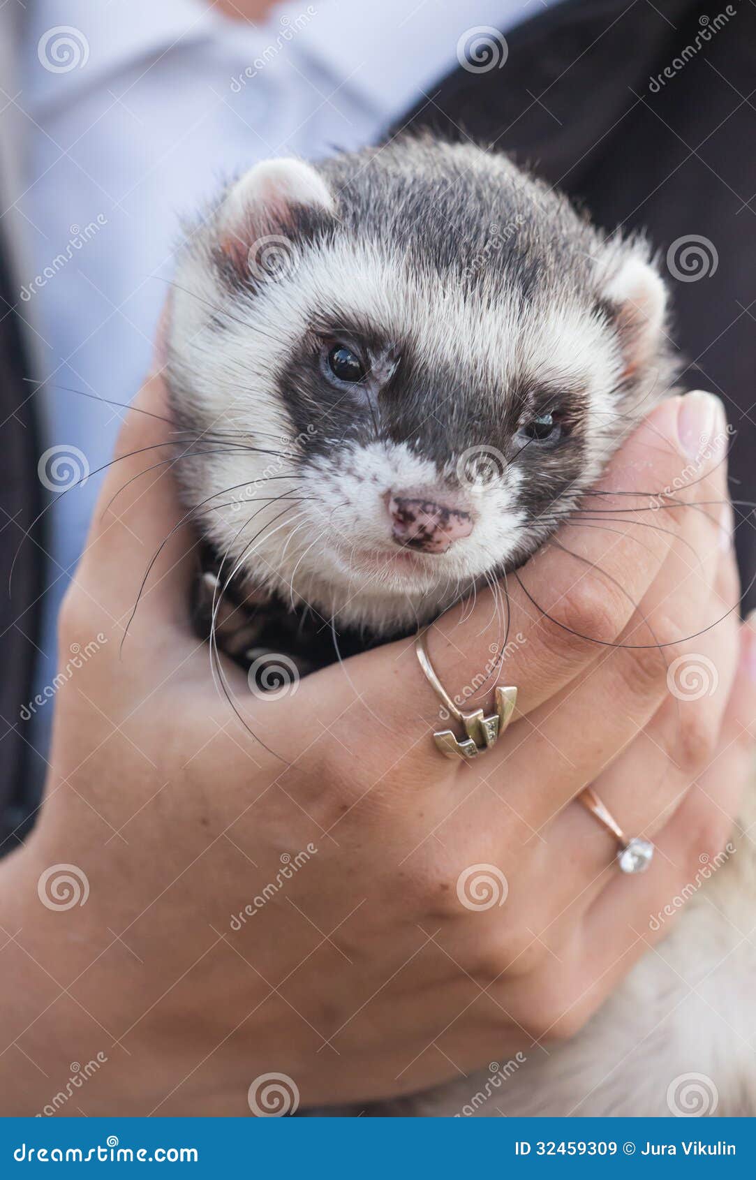 Portret van een bunzing stock afbeelding. Image of fret - 32459309