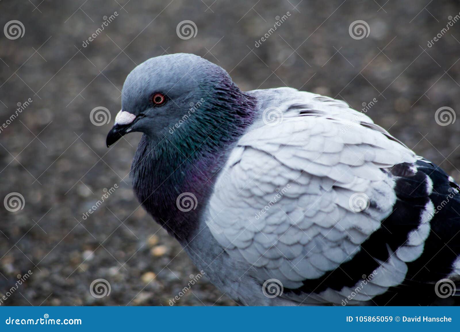 Portret Van Een Duif in Park 4 Stock Afbeelding - Image of vrede, hoofd ...