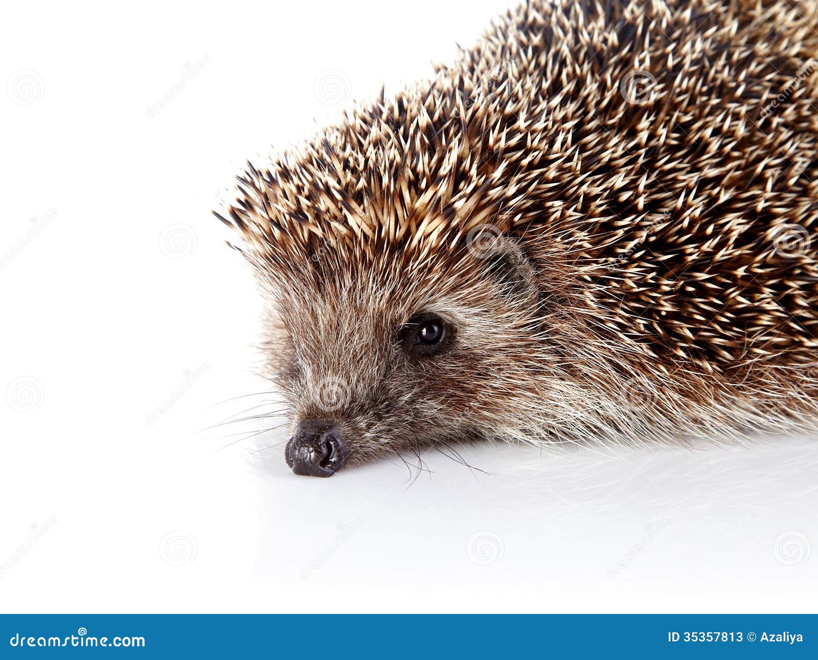 Portret van een egel stock afbeelding. Image of niemand - 35357813