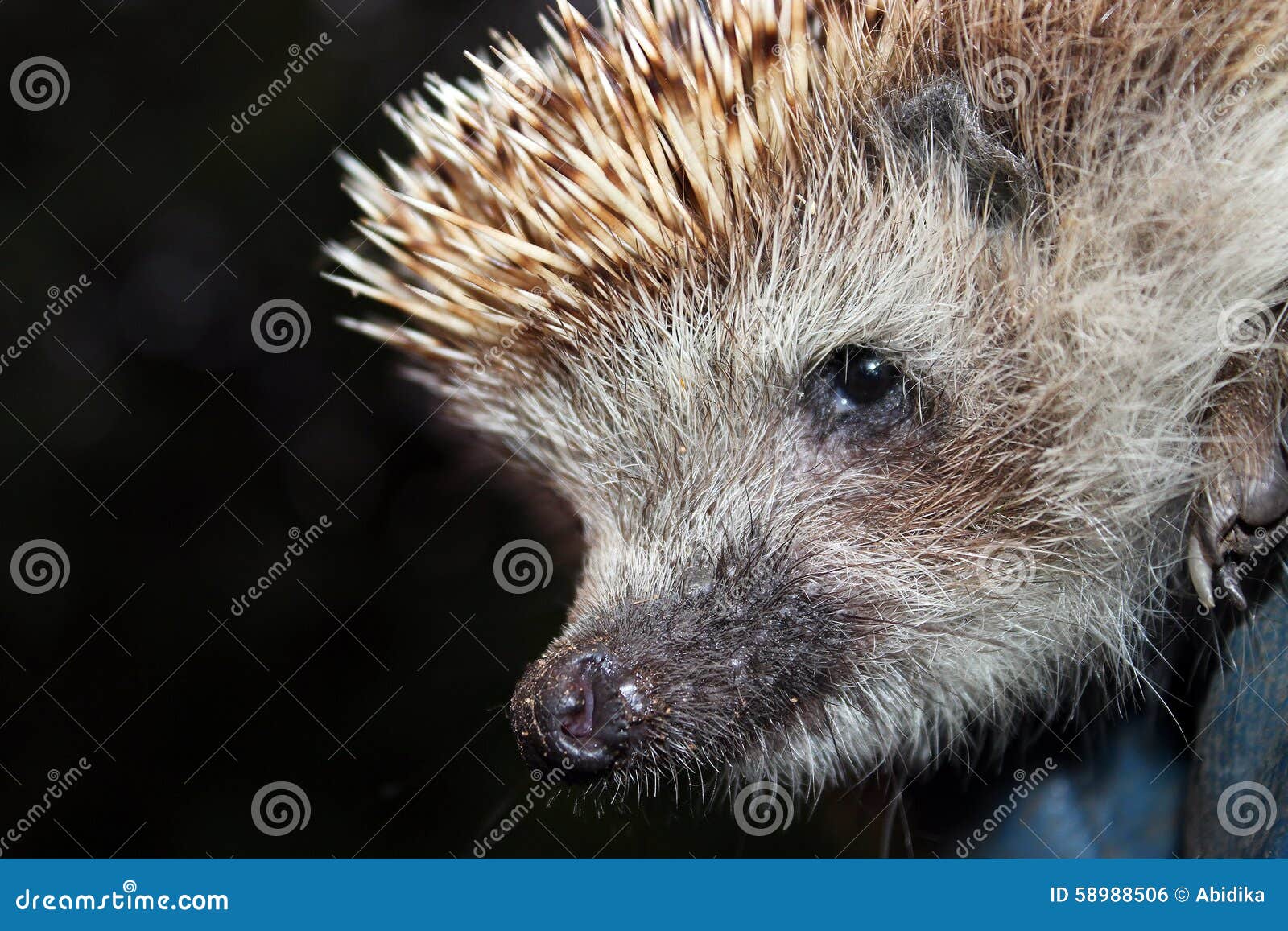 Portret van een egel stock foto. Image of gras, sluit - 58988506