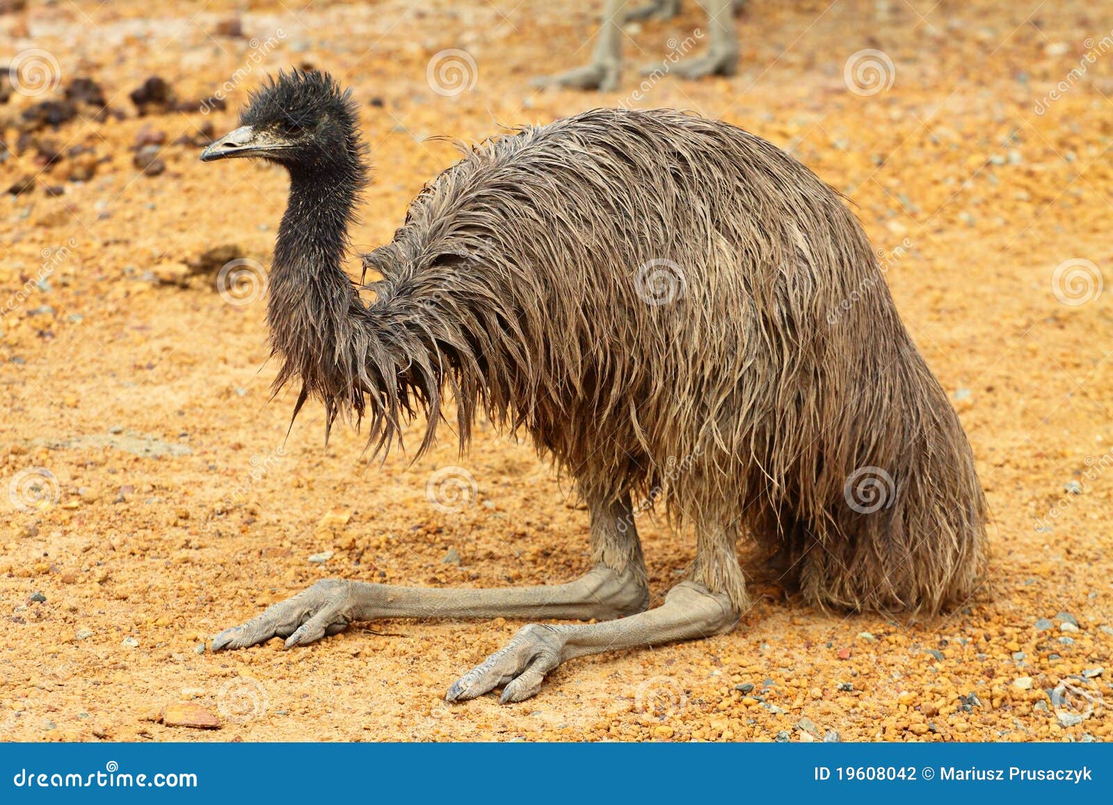 Portret Van Een Emoe In Australië Stock Fotografie - Afbeelding: 19608042