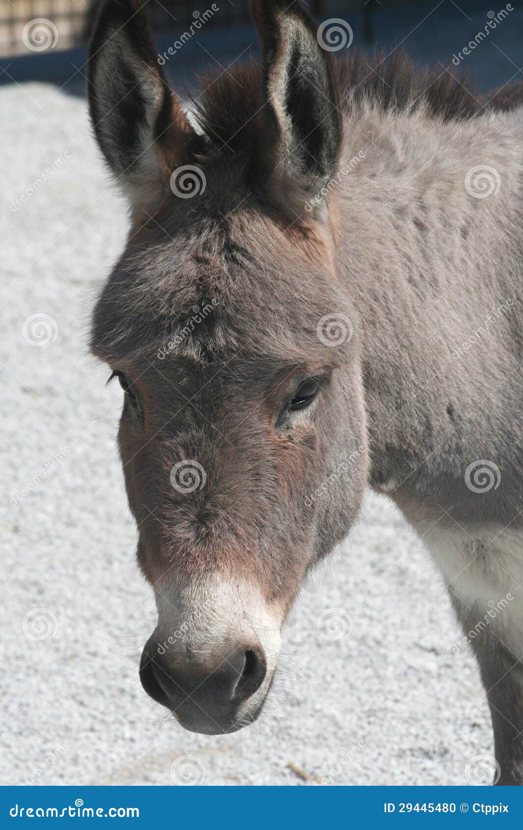 Portret van een Ezel stock foto. Image of muilezel, midwesten - 29445480