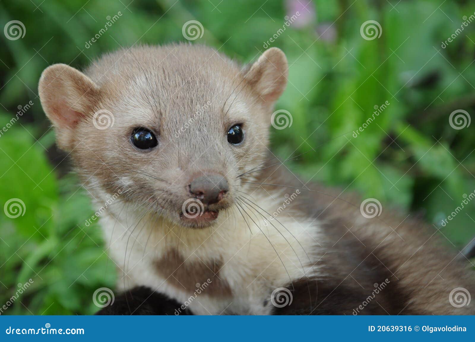 Portret van een fret stock foto. Image of dier, fret - 20639316