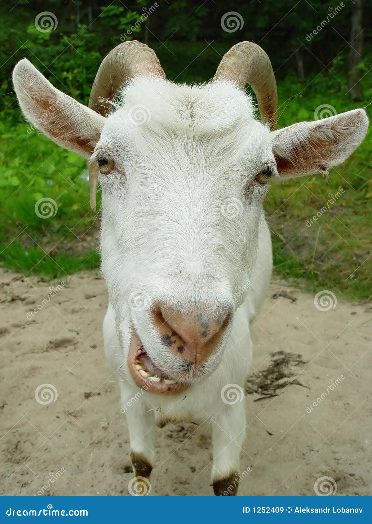 Portret van een geit stock afbeelding. Image of landbouwbedrijf - 1252409