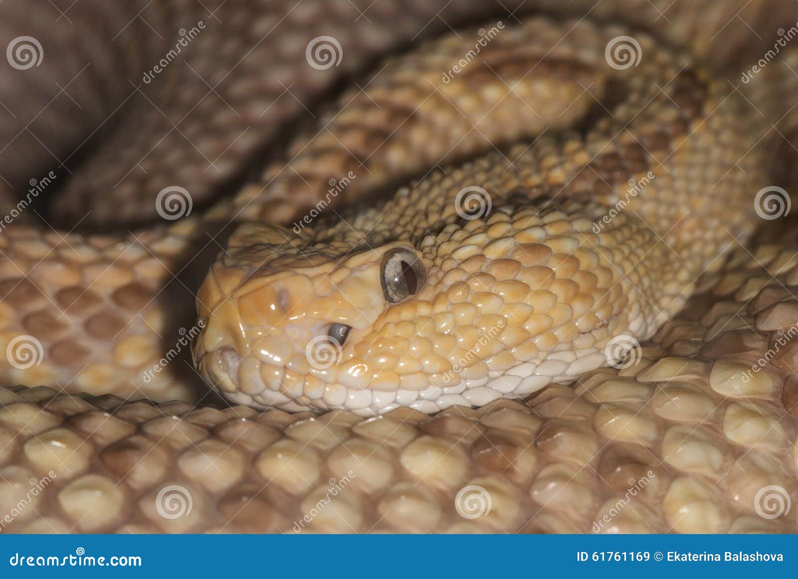 Portret van een gifslang stock afbeelding. Image of schoonheid - 61761169
