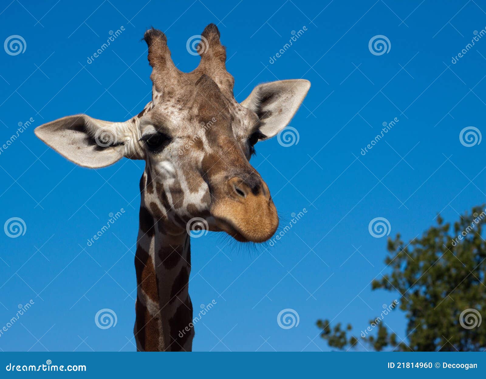 Portret van een giraf stock foto. Image of dierentuin - 21814960