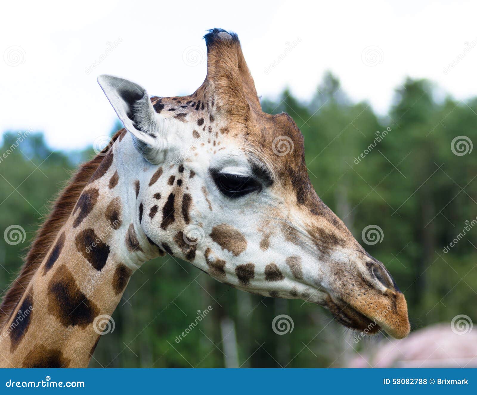 Portret van een giraf stock foto. Image of neus, vlekken - 58082788